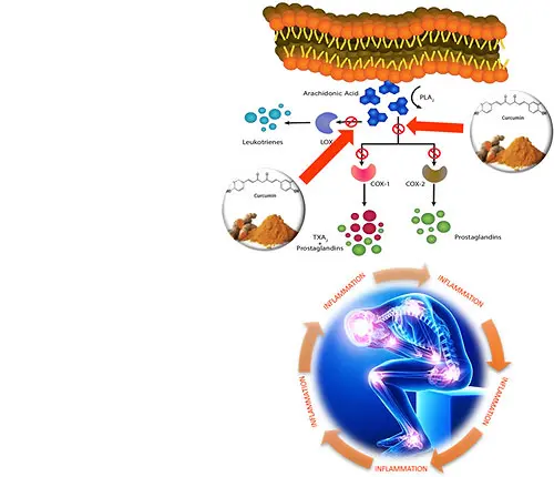 Mechanism of Action
